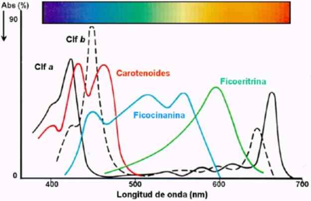 Color verd, color bru o color vermell | Celler-Adocse